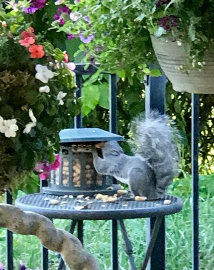 Heritage Farms Squirrel Diner 2 Squirrel Feeder 75590 - The Home Depot