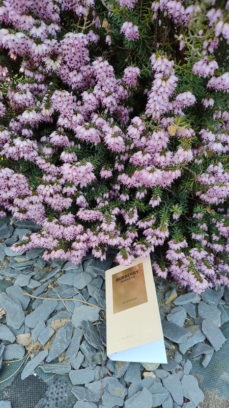 Burberry Burberry Goddess Eau de Parfum Intense Fragrance Collection ...