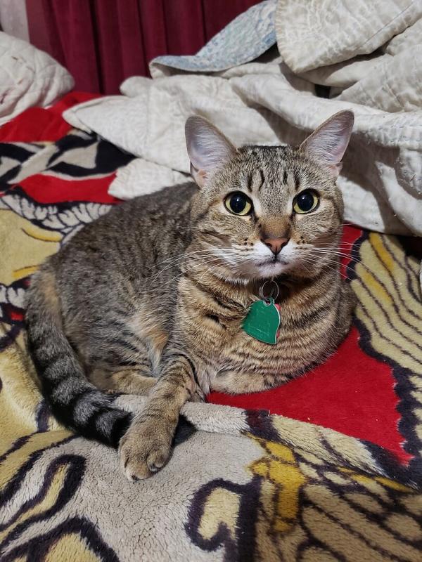 Catit Nibbly Grills, Chicken and Lobster at Tractor Supply Co