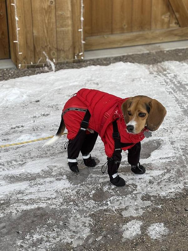 Canada Pooch Suspender Boots for Dogs, 1, Black | Petco