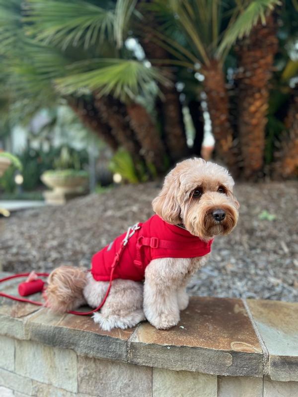 Canada Pooch Dog Harness Puffer, XXX-Small, Black | Petco