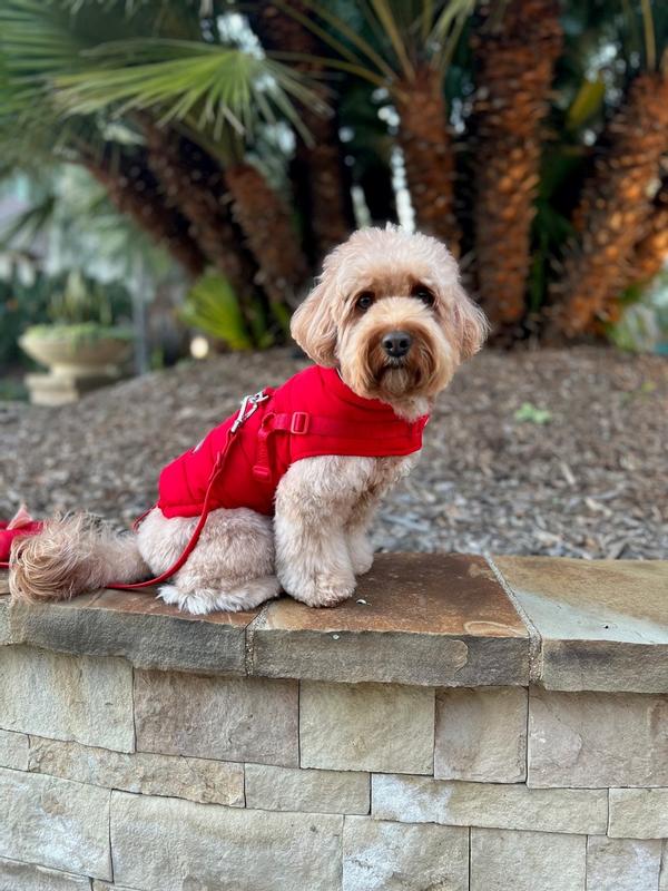 Canada Pooch Dog Harness Puffer, XXX-Small, Black | Petco