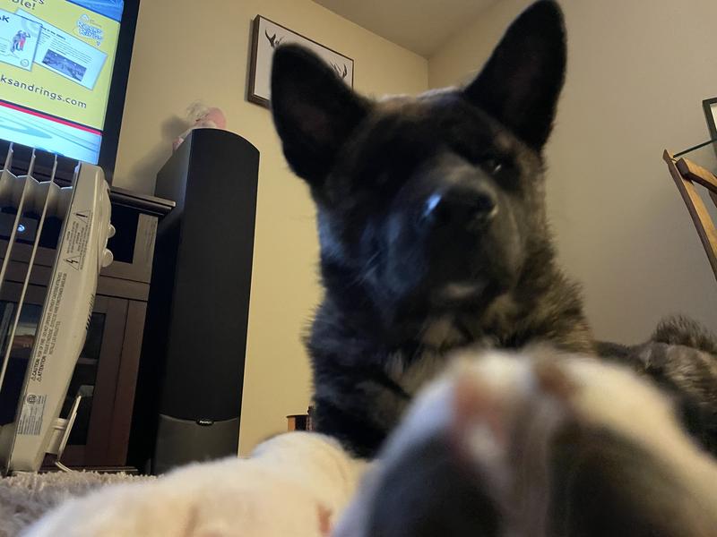 SeptoBac Liquid Septic System Treatment Plus Drain Care & Freshener ...