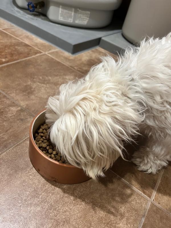 Canidae All Life Stages Real Chicken & Ancient Grains Recipe Dry Dog ...