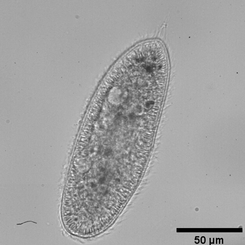 Paramecium Under Microscope 40x