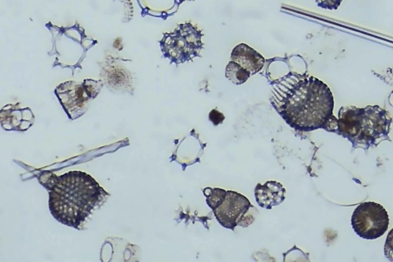 Radiolaria Microscope