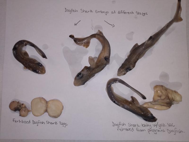 Dogfish Anatomy And Dissection Guide