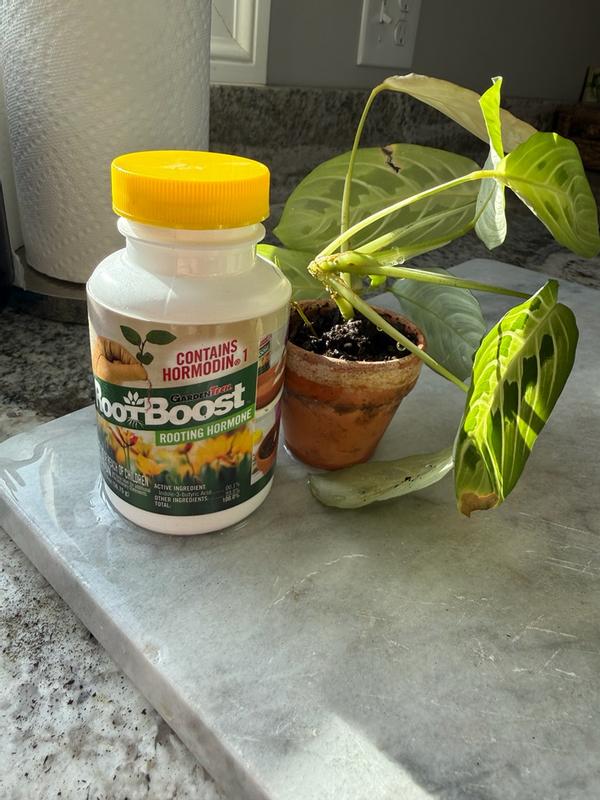 Voluntary Purchasing Group 2 oz Rooting Powder Gravity-Feed Bottle at ...