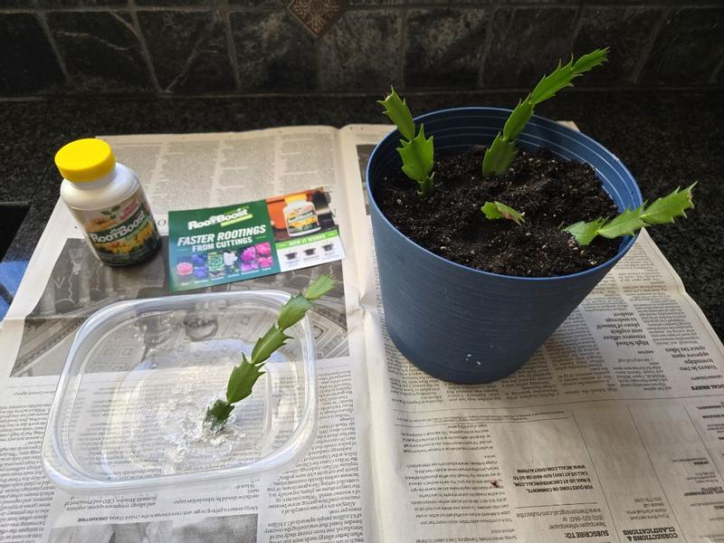 Voluntary Purchasing Group 2 oz Rooting Powder Gravity-Feed Bottle at ...