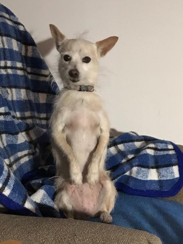 Cesar Adult Small Breed Prime Rib Filets in Gravy Wet Dog Food, 3.5 oz ...