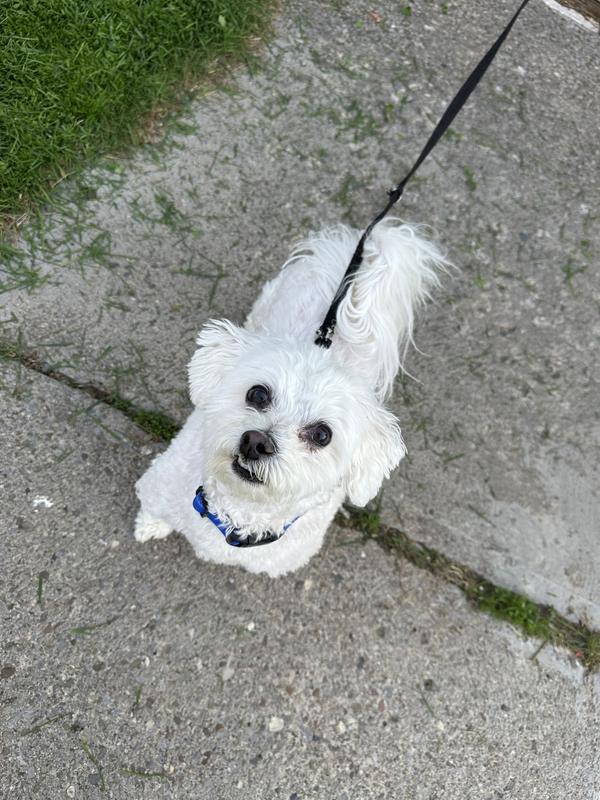 Cesar Warm Bowls Chicken & Beef and Chicken Entrees Wet Dog Food ...