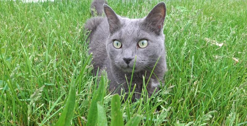 Arm & Hammer Clump & Seal Slide Multi-Cat Clumping Litter, 38 lbs. | Petco