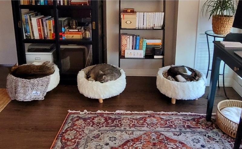 FRISCO Eyelash Fur Round Elevated Cat Bed, Ivory - Chewy.com | Chewy Canada