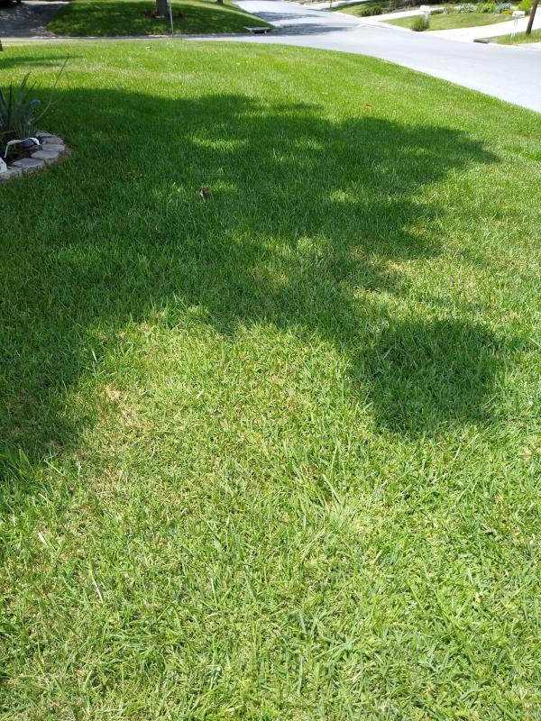 CRAFTSMAN M250 21-in Gas Self-propelled lawn mower with 160-cc Honda ...