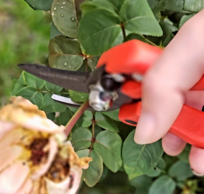 CRAFTSMAN Carbon Steel Bypass Hand Pruner with Adjustable Grip ...