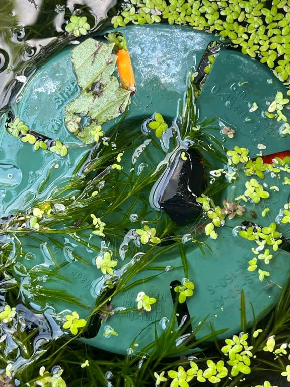 AMDRO 6-Count Quick Kill Mosquito Control Mosquito Killer (6-Pack ...