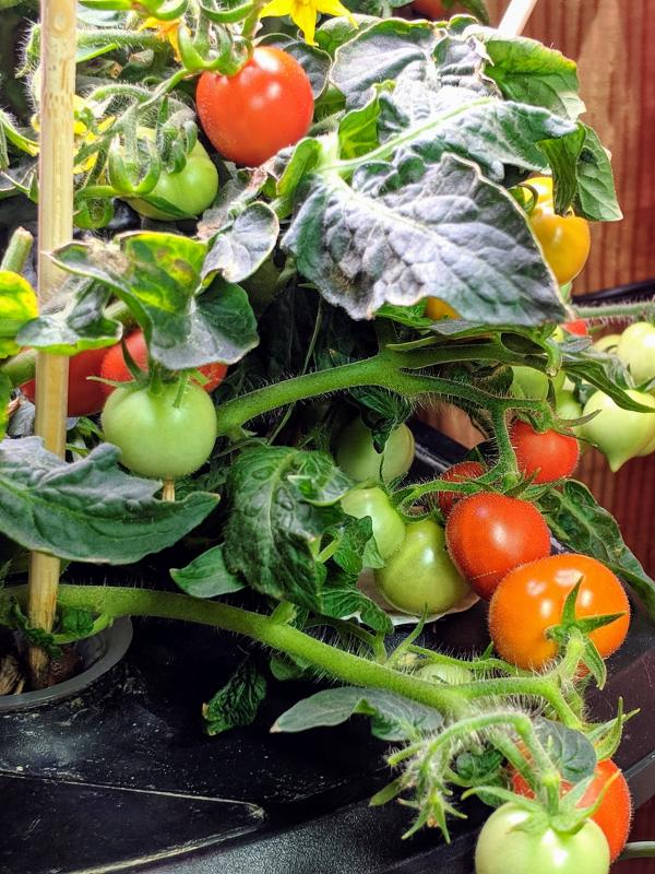 AeroGarden Mighty Mini TomatoPlanting/Growing Accessory at Lowes.com