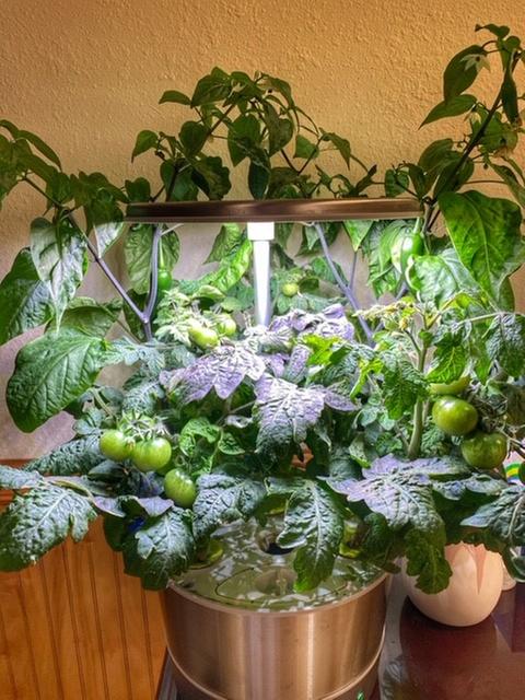 Craft Supplies & Tools Plant Accessories and Seeds included! Sponges ...