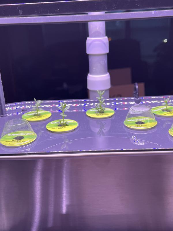 AeroGarden Lots of Lavender Seed Pod Kit, 6-Pod - Macy's