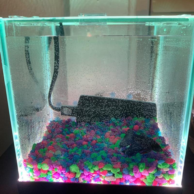 Aqueon Pure Betta Beads, Blue, 12 oz. at Tractor Supply Co