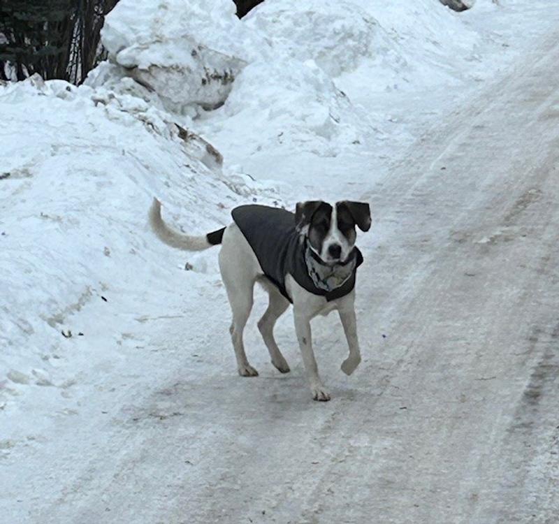 Ariat Rebar DuraCanvas Ins Dog Jacket at Tractor Supply Co