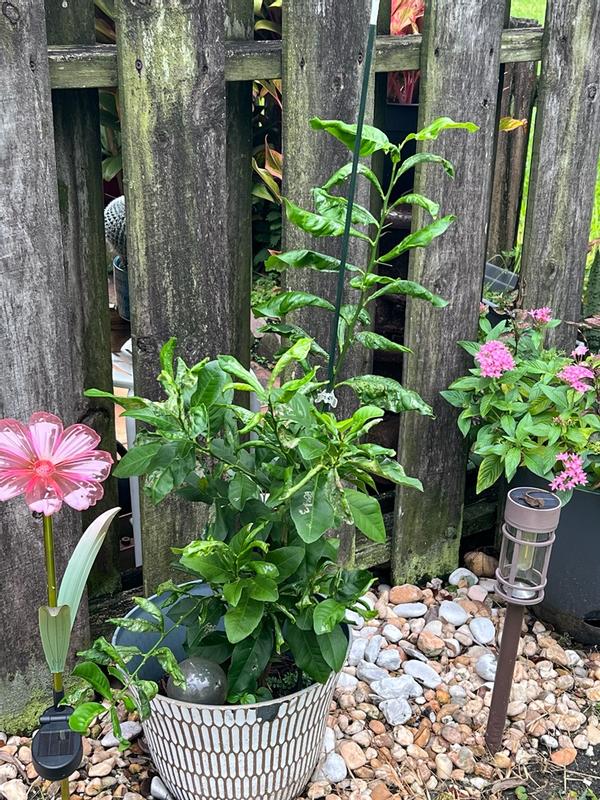 Bonide Captain Jack's Rose Rx 4-in-1 Insect & Disease Control, Ready-to ...