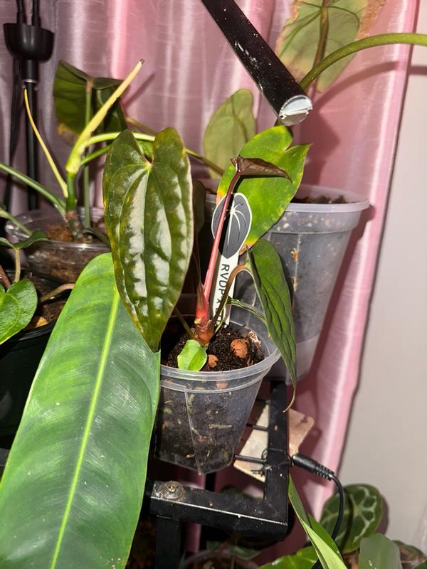 Bonide Captain Jack's Neem Max Ready-to-Use Spray Cold Pressed Neem Oil ...