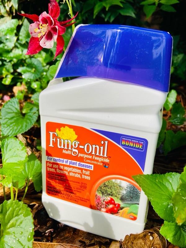 Bonide 16-fl oz Concentrated Fungicide 880 at Lowes.com