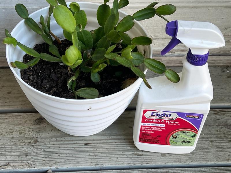 Bonide Eight YardandGarden Insect Killer Liquid 32 oz in the Insect ...