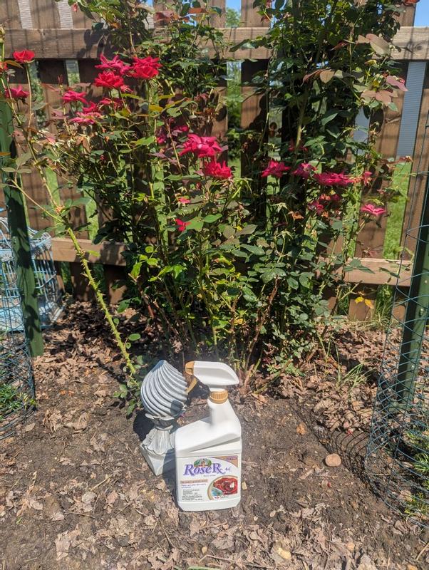 Bonide 32-oz Captain Jacks Natural Garden Insect Killer Trigger Spray ...