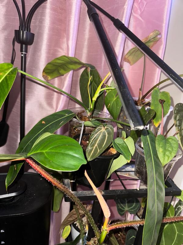 Bonide Captain Jack's Neem Max Ready-to-Use Spray Cold Pressed Neem Oil ...