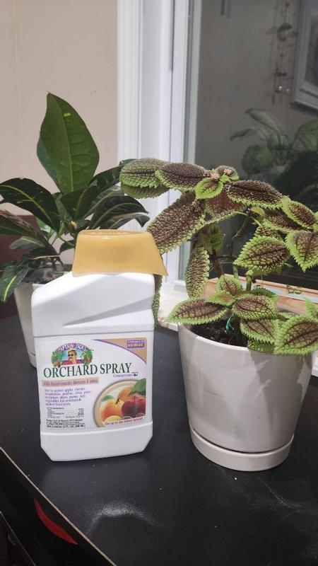 Bonide Orchard 32-fl oz Fruit Tree Spray at Lowes.com