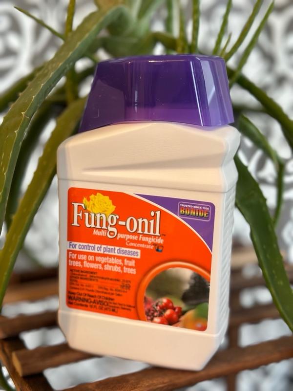 Bonide 16-fl oz Concentrated Fungicide 880 at Lowes.com
