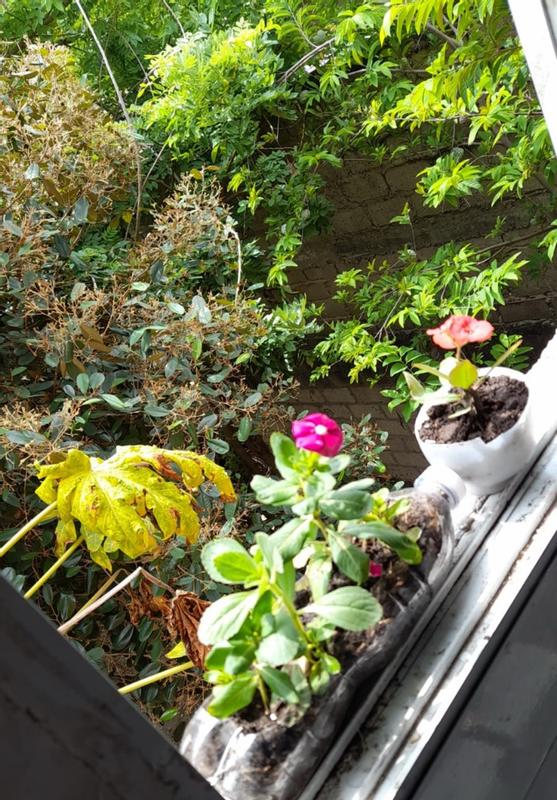 Bonide 128 oz. Annual Tree & Shrub Insect Control with Systemaxx ...