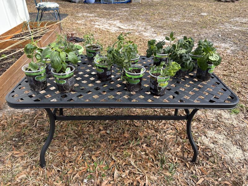 Bonnie Plants Bush Goliath Tomato Pot Plant 2-Pack 202110 at Lowes.com