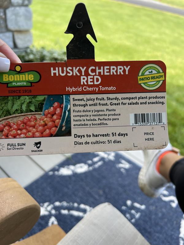 Bonnie Plants Husky Red Cherry Tomato Pot Plant 2-Pack 202113 at Lowes.com