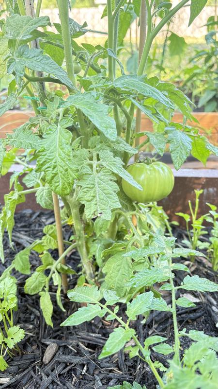 Bonnie Plants Bush Goliath Tomato Pot Plant 2-Pack 202110 at Lowes.com