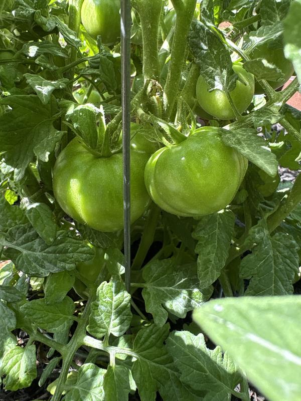 Bonnie Plants Bush Goliath Tomato Pot Plant 2-Pack 202110 at Lowes.com