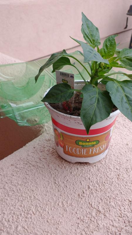 Bonnie Plants Snackable Red Pepper Pot Plant 202067 at Lowes.com