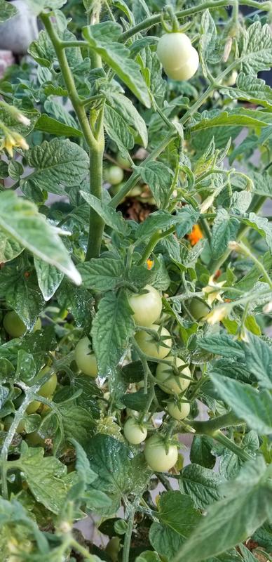 How To Grow Husky Cherry Red Tomatoes