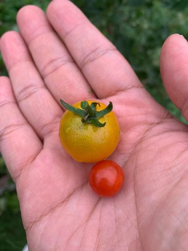 Bonnie Plants 2 -Pack Candyland Cherry Tomato Plant in Pot in the ...