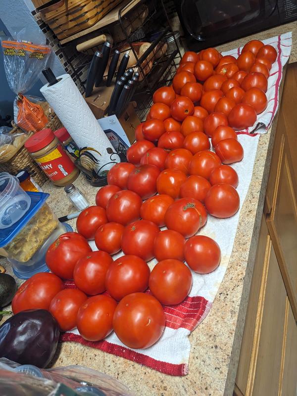 Bonnie Plants Park's Whopper Tomato 19.3 oz. at Tractor Supply Co