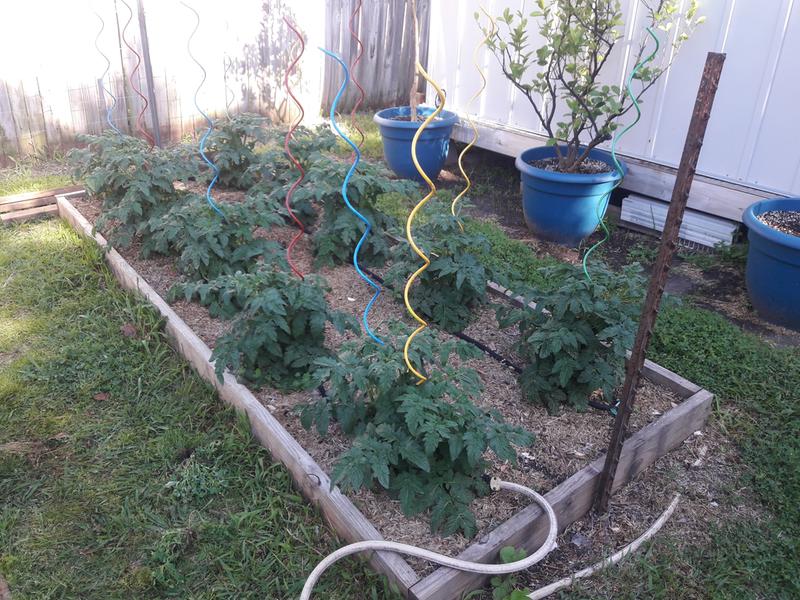 Goliath Tomato Plant