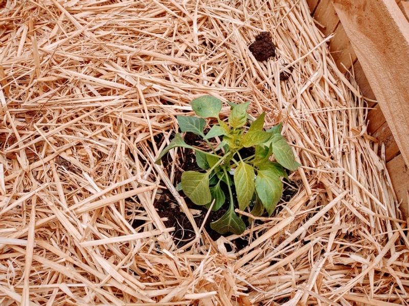 Bonnie Plants Snackable Red Pepper Pot Plant 202067 at Lowes.com