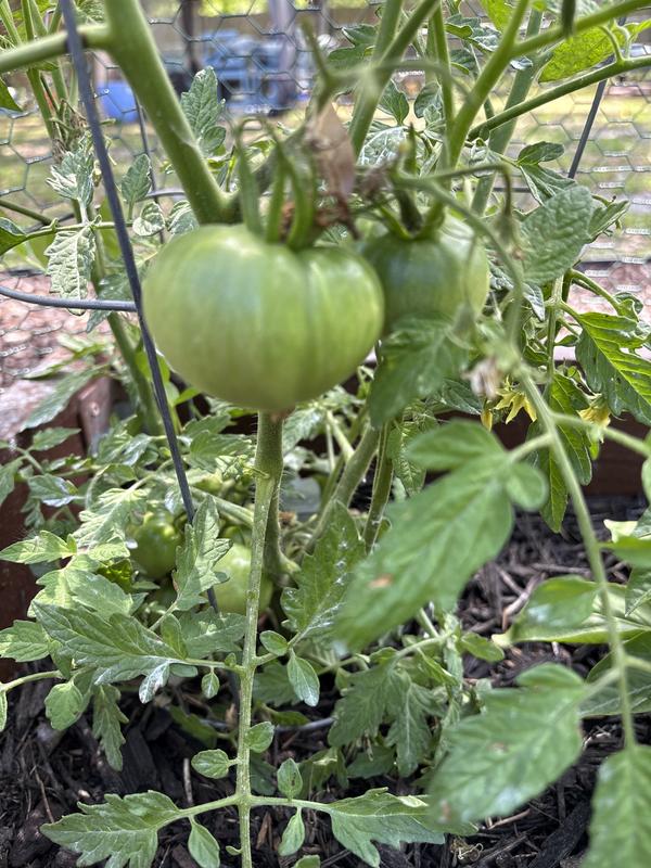 Bonnie Plants Bush Goliath Tomato Pot Plant 2-Pack 202110 at Lowes.com