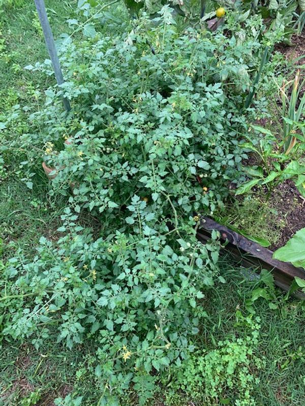 Bonnie Plants 2 -Pack Candyland Cherry Tomato Plant in Pot in the ...