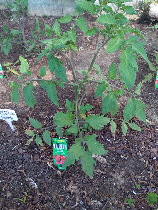 Bonnie Plants 19.3 oz. Original Tomato Variety, 2-Pack at Tractor Supply Co