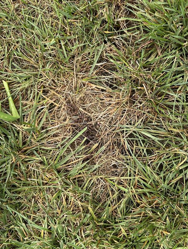 BioAdvanced Lawn Weed and Crabgrass Killer Pump Spray Concentrated Lawn ...