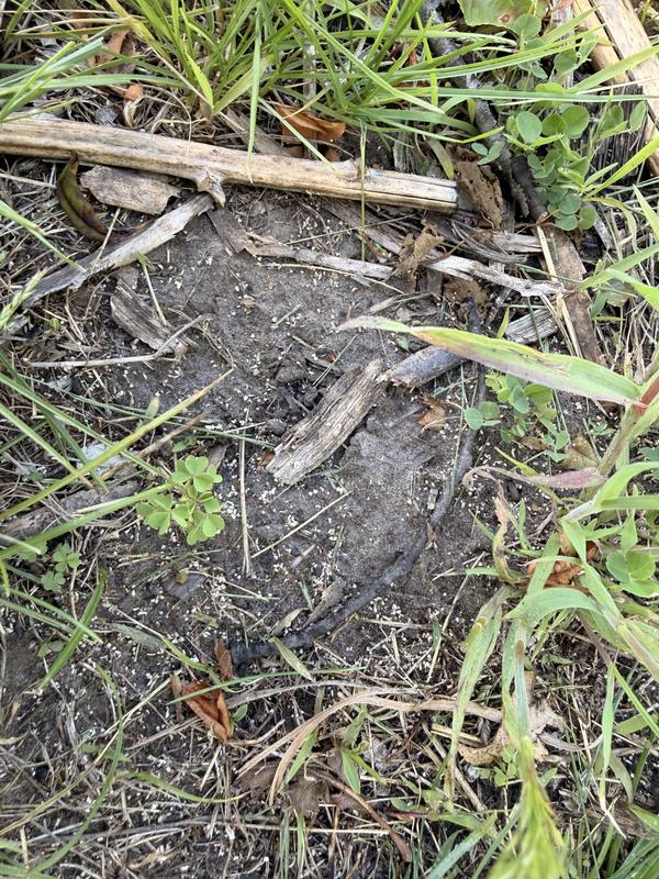 Shop BioAdvanced Lawn Grub Killer with Pennington Patch Repair at Lowes.com