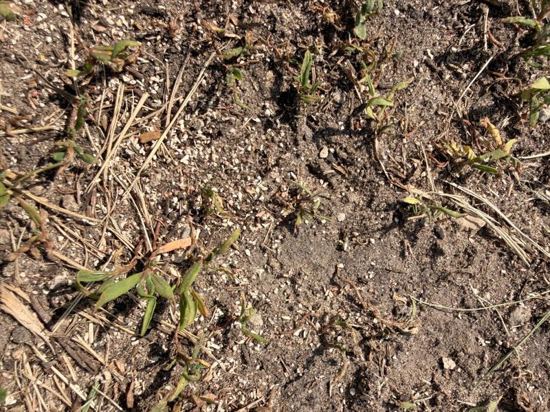 Shop BioAdvanced Lawn Grub Killer with Pennington Patch Repair at Lowes.com